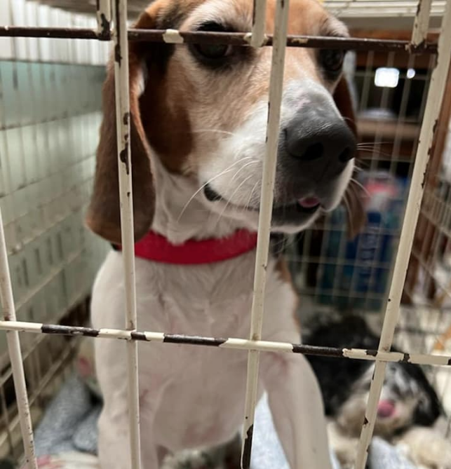 A Heart for Animals | No-Kill Animal Rescue in Huntley, IL